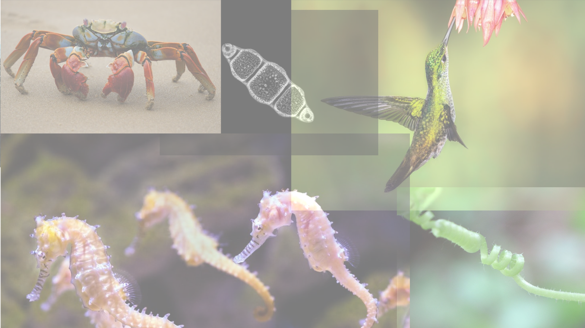 Biomimicry Youth Design Challenge 2025